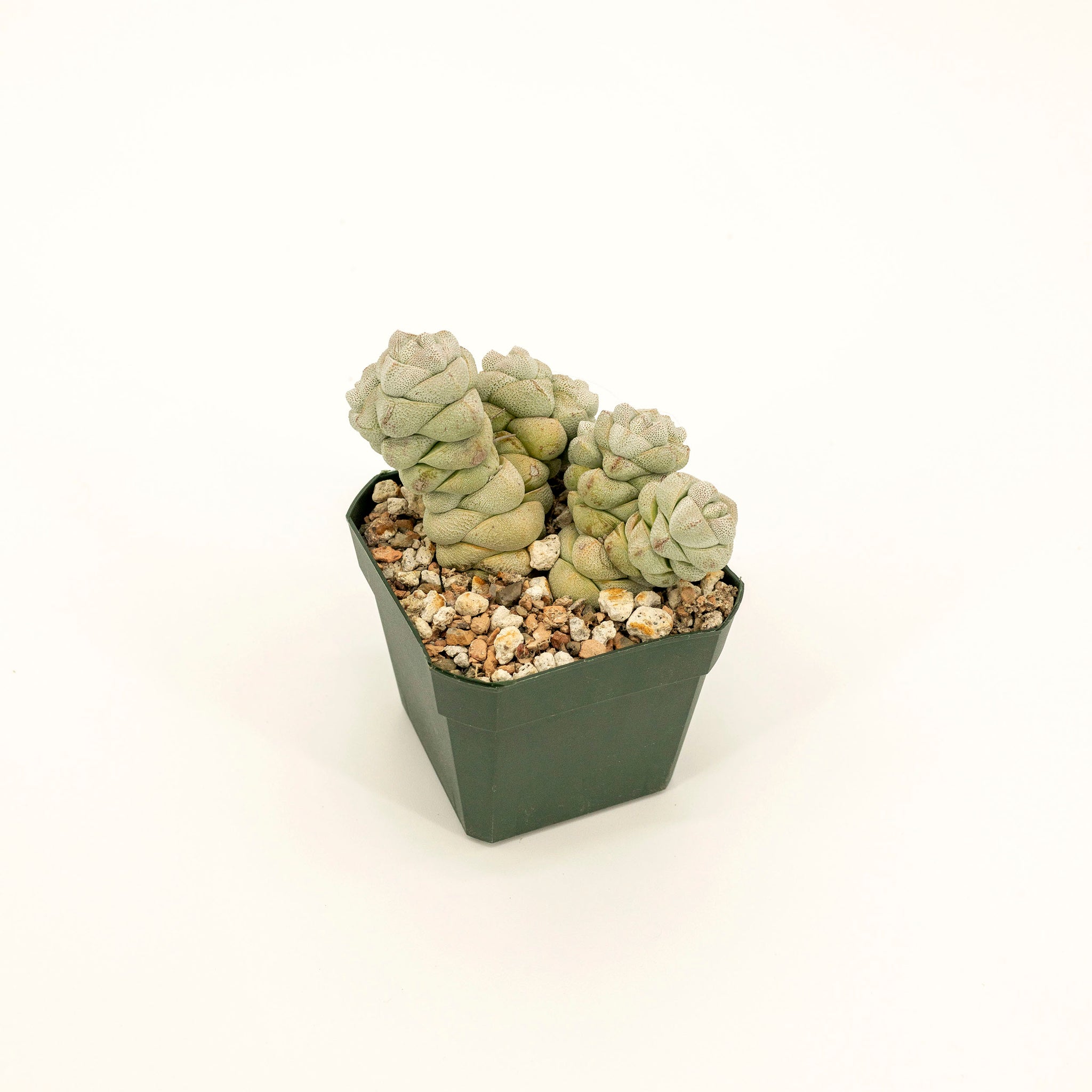 Crassula deceptor – The Victorian Atlanta