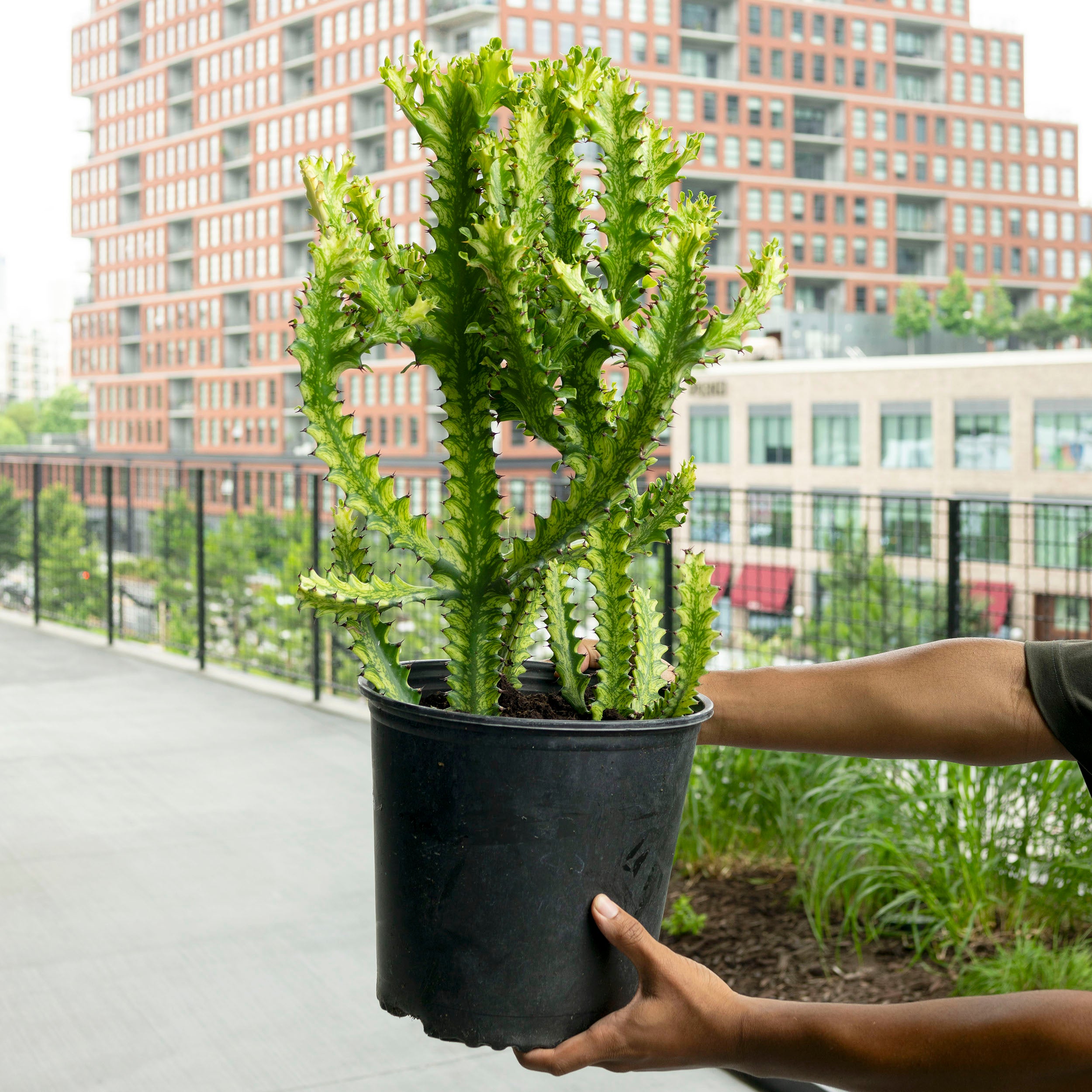 Euphorbia 'Mint Cream' – The Victorian Atlanta