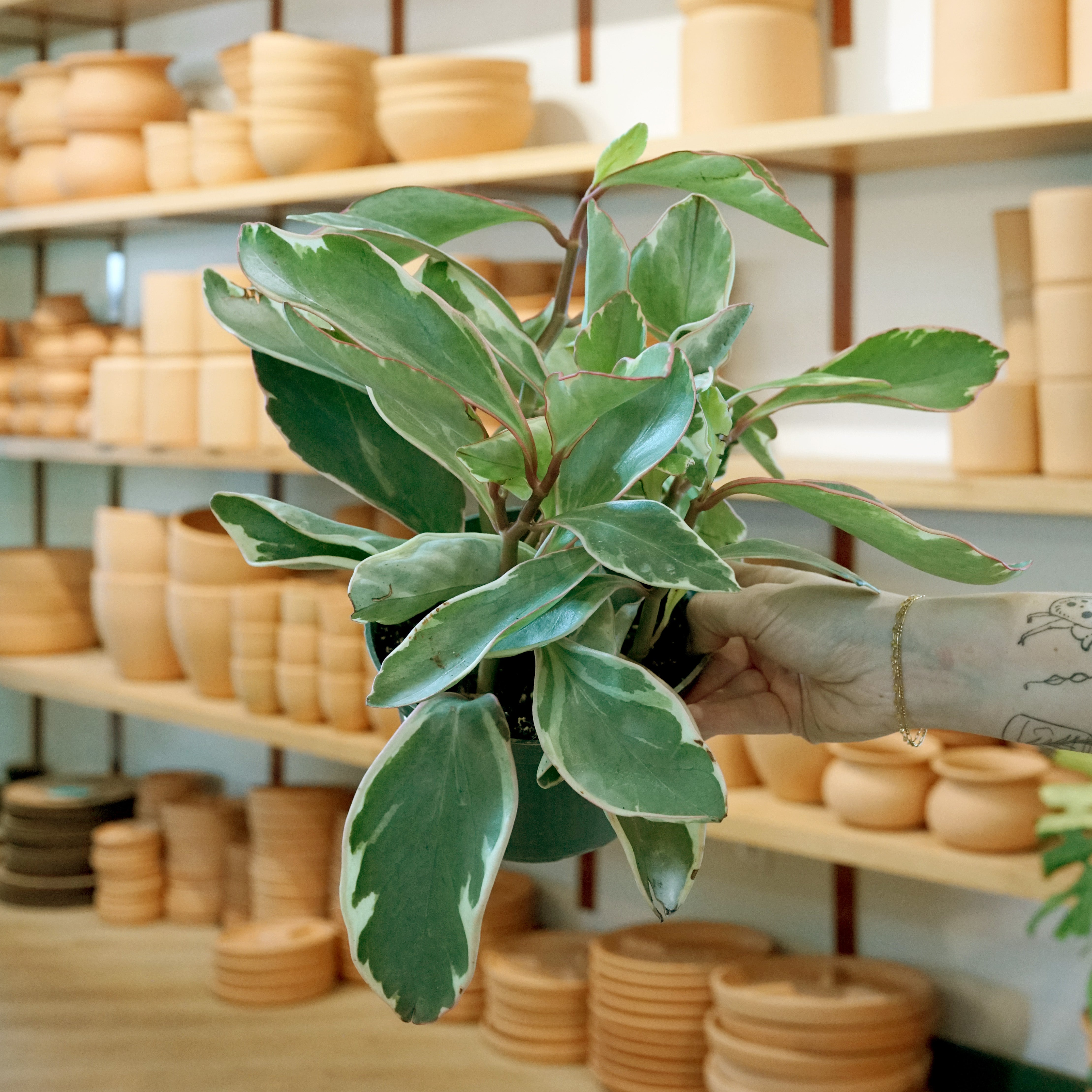 Peperomia 'Ginny' (Rainbow Peperomia) – The Victorian Atlanta