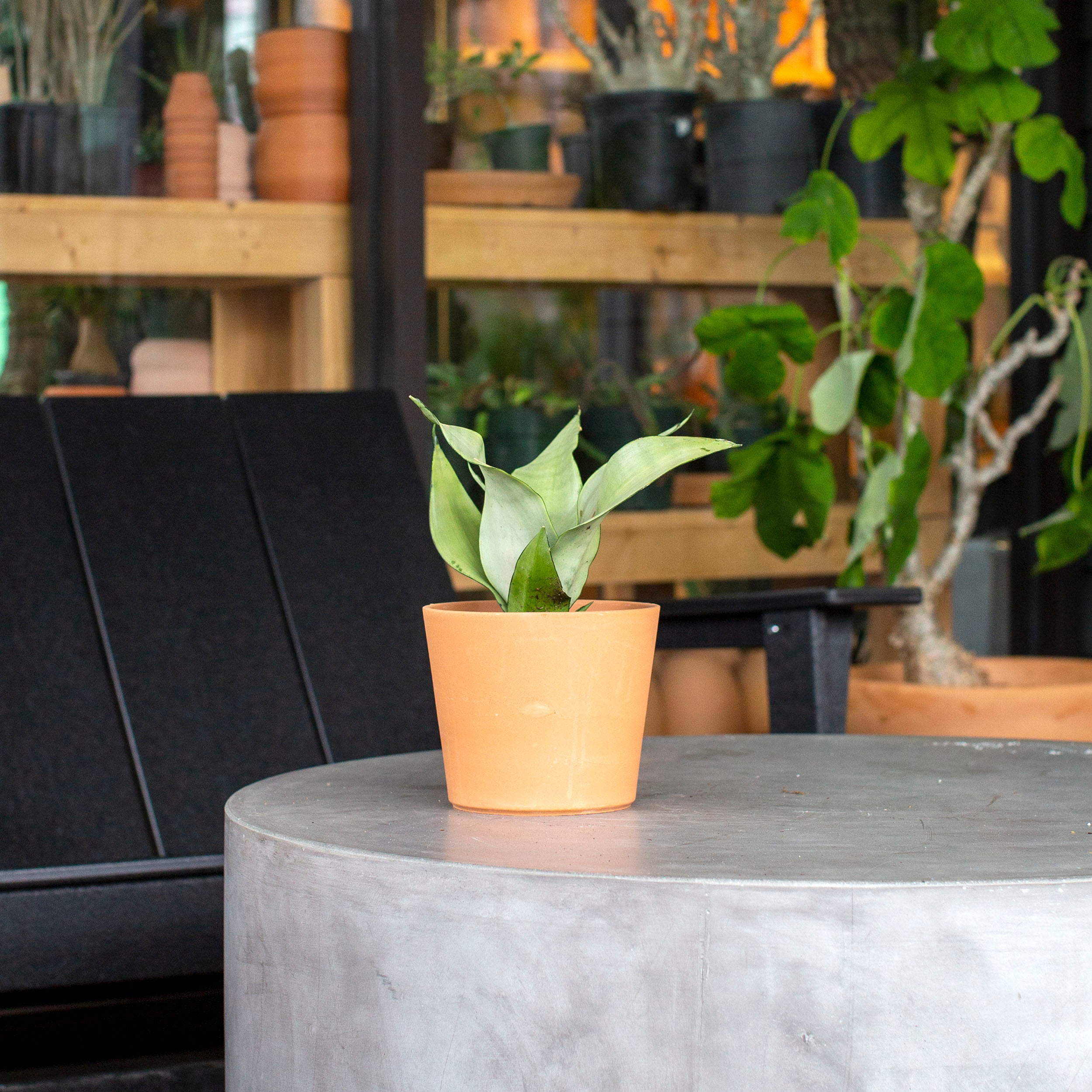 Cabo Pot – The Victorian Atlanta