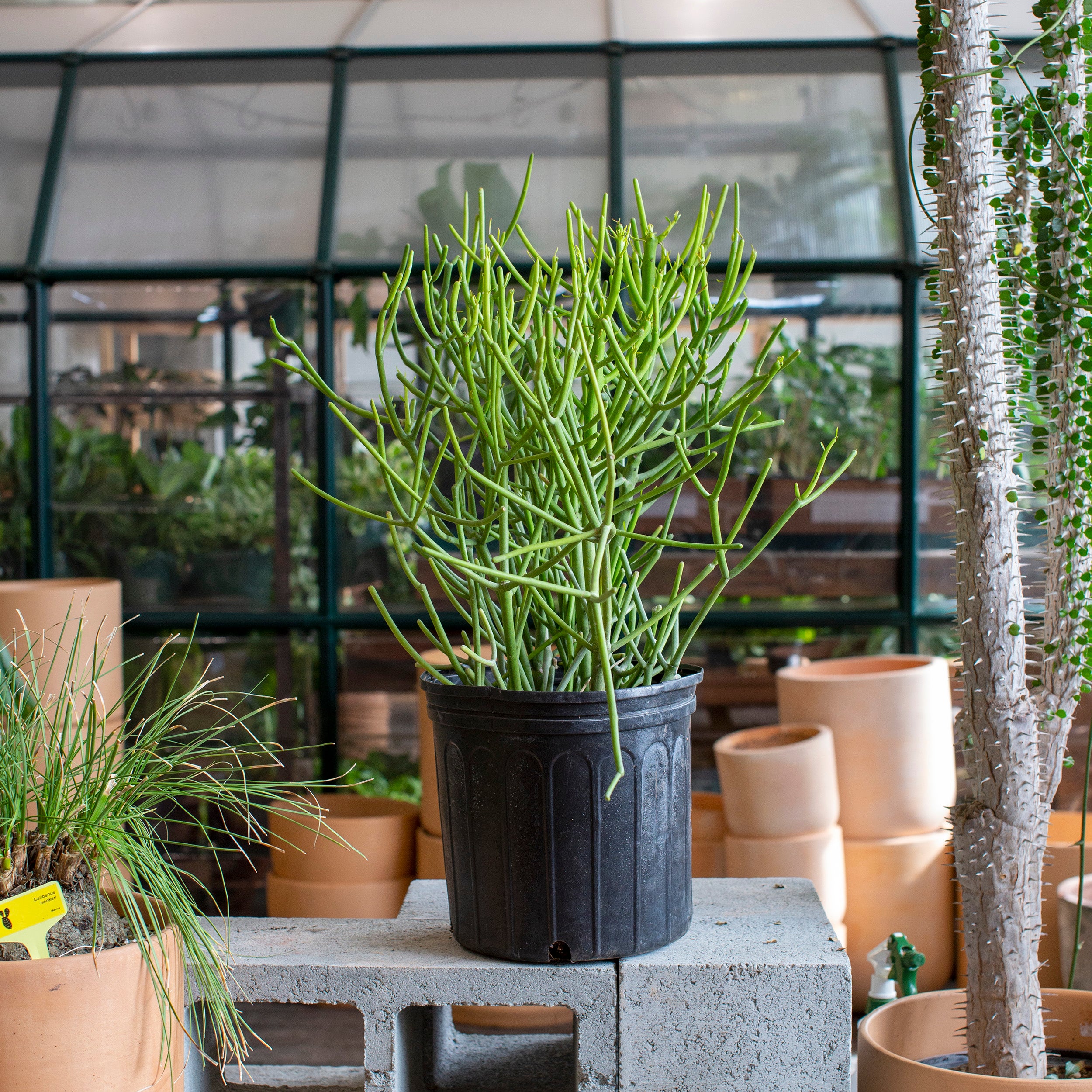 Euphorbia tirucalli (Pencil Cactus) – The Victorian Atlanta