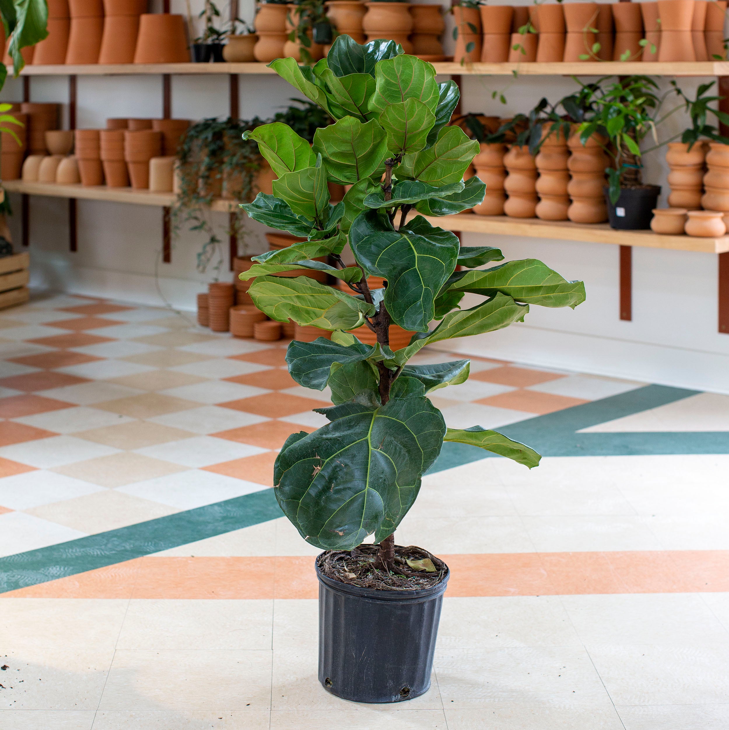 ficus lyrata column