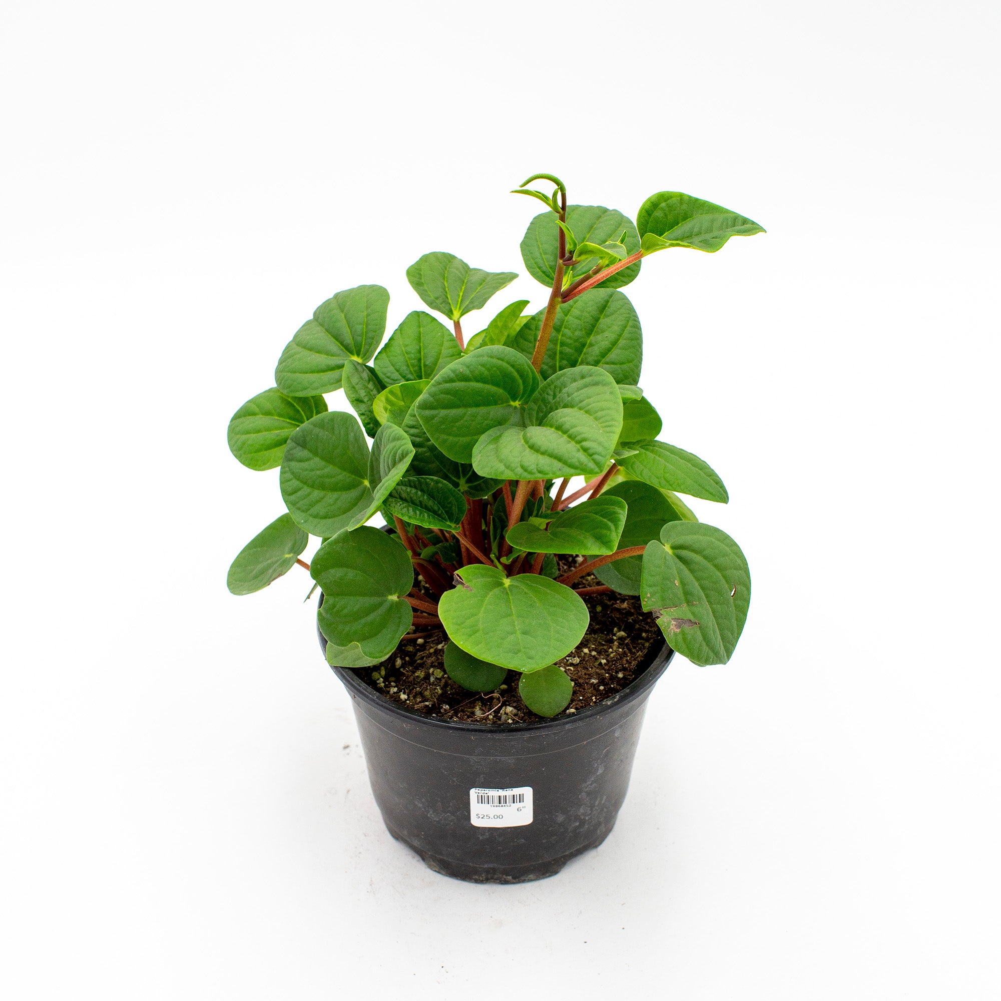 Peperomia 'Rana Verde' – The Victorian Atlanta
